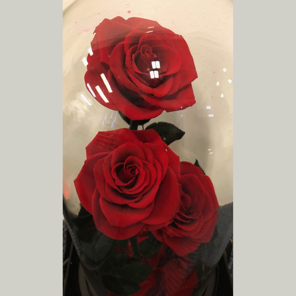 Three Stem Forever Roses (8 cm dia) in Cloche + Gift Box - Frogie